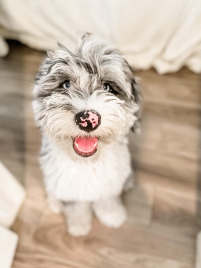 The Mini Sheepapoo puppy - Inspiration Station