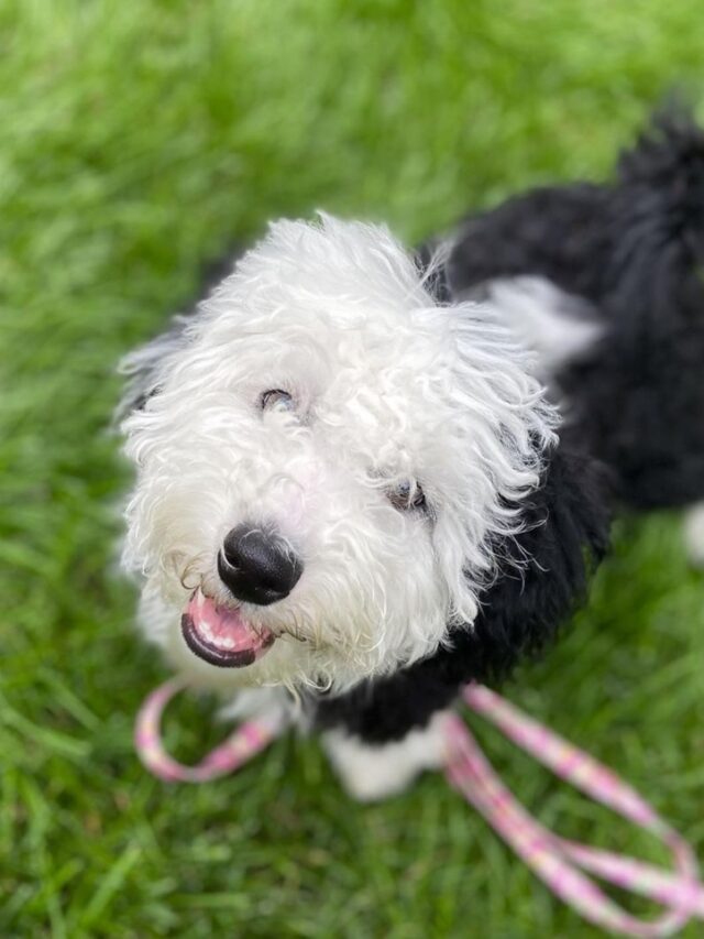 Check Out Adorable Puppies For Sale In Los Angeles, California ...