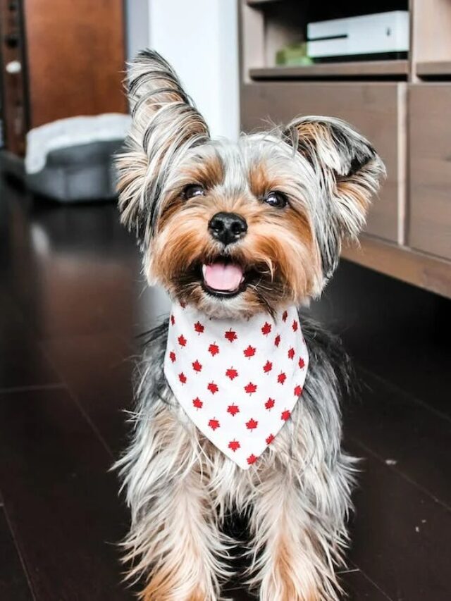 What is the temperament of a Yorkshire Terrier puppy? - Inspiration Station