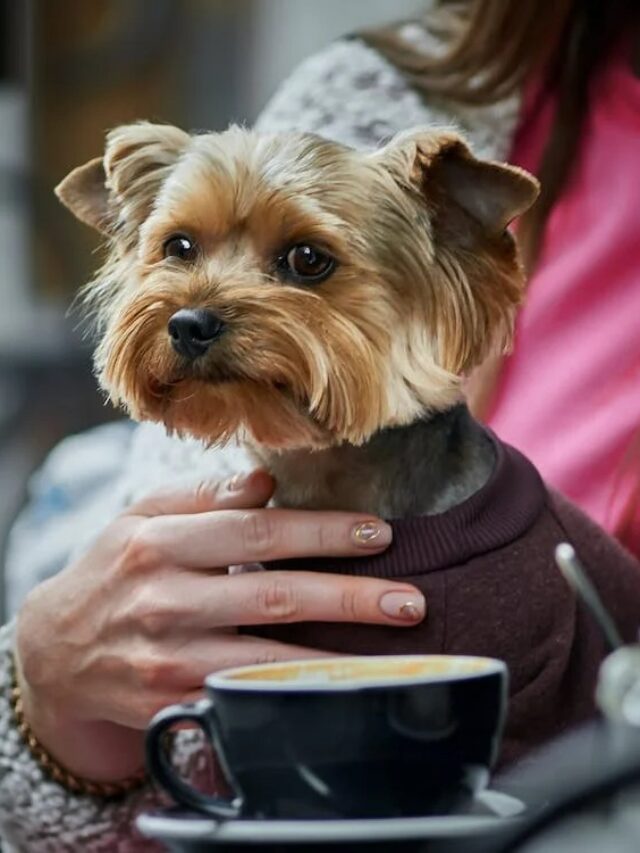 What is the temperament of a Yorkshire Terrier puppy? - Inspiration Station