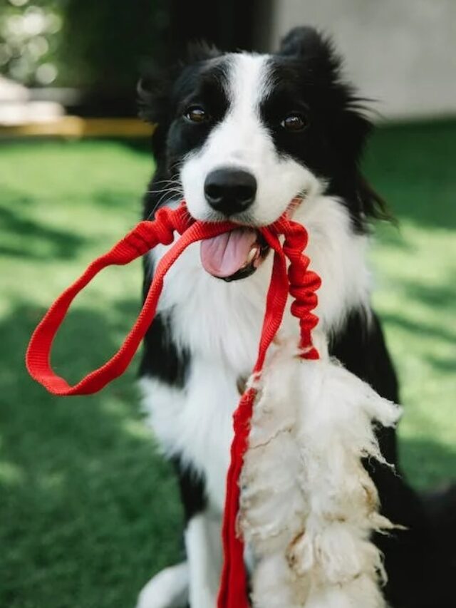 What is leash training? - Inspiration Station