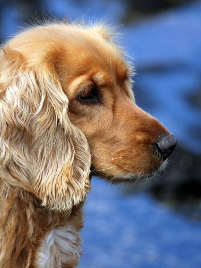 10 Pros and Cons of Owning a Cocker Spaniel - Inspiration Station