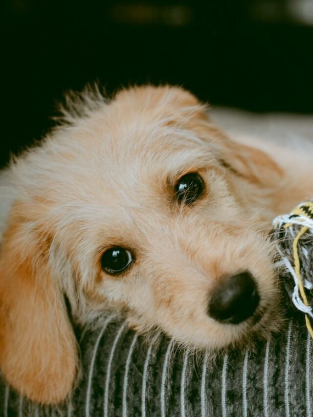 The Amazing World of Dogs: Traits We Adore! - Inspiration Station